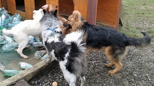 Zeus | Animal Care Austria