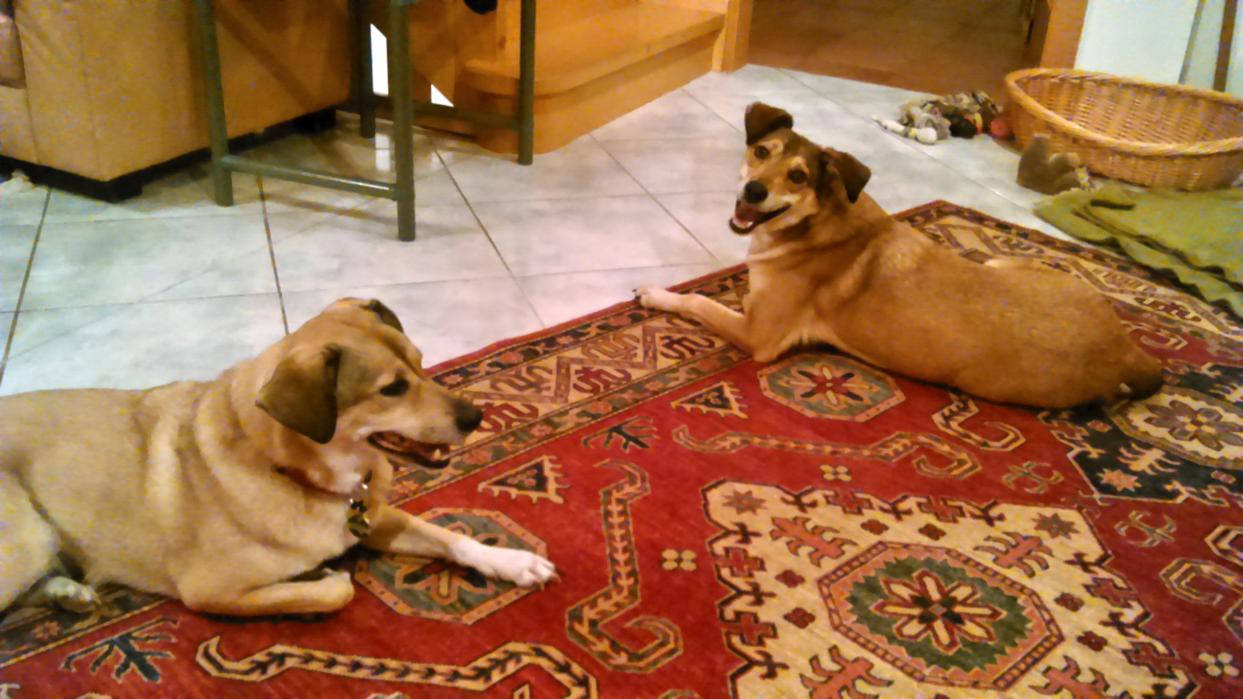 Benji | Animal Care Austria