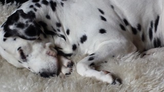 Timba | Animal Care Austria