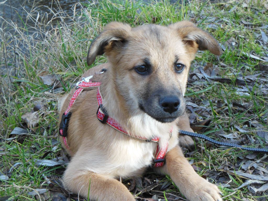 Jessica | Animal Care Austria