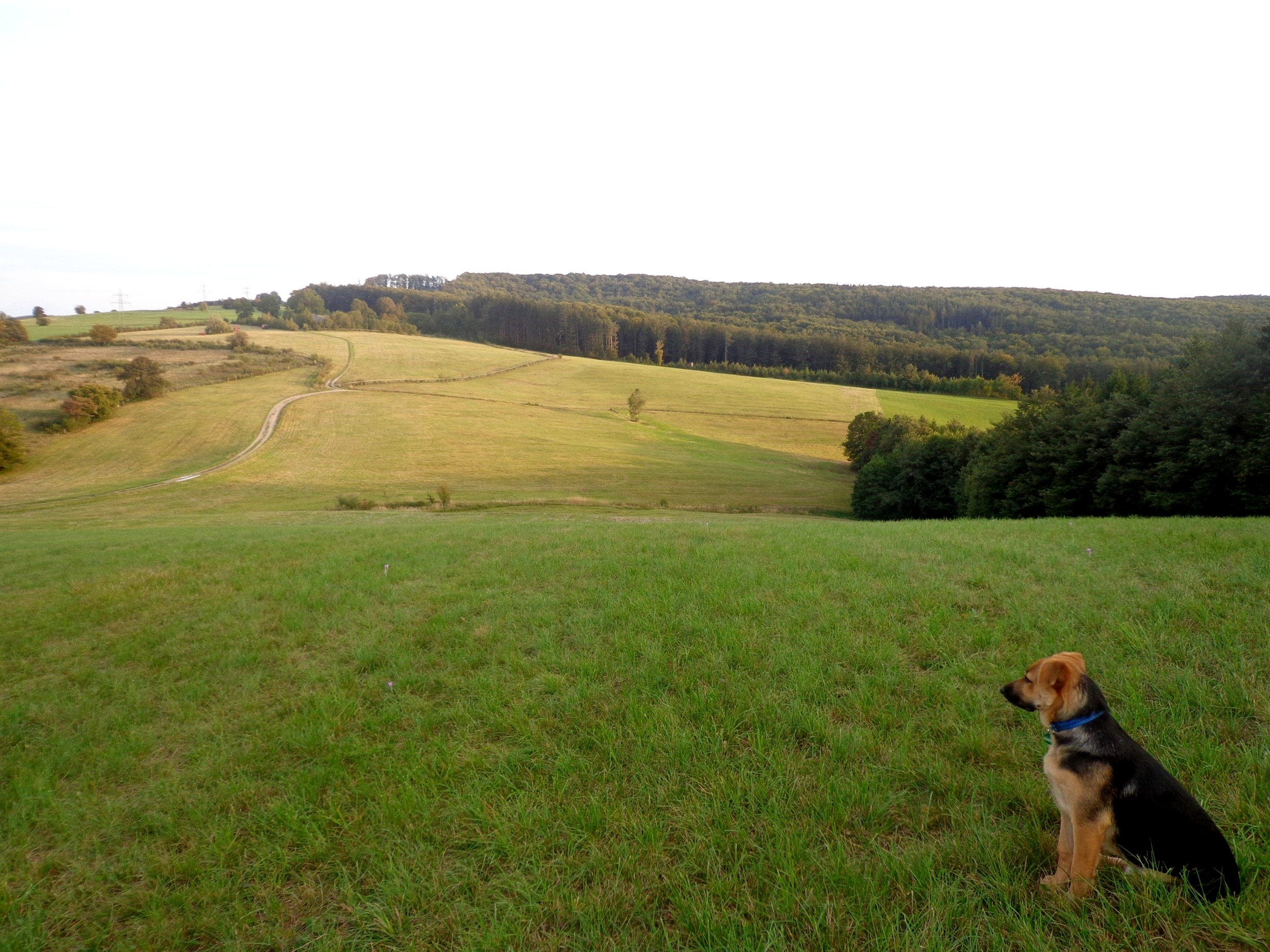 Adria (vormals Shusha) | Animal Care Austria