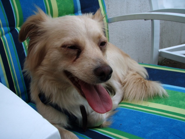 Nani | Animal Care Austria