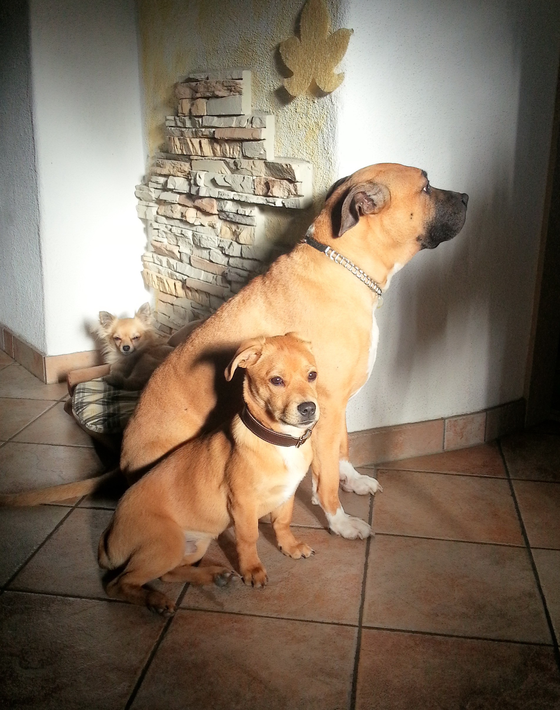 Mailo | Animal Care Austria