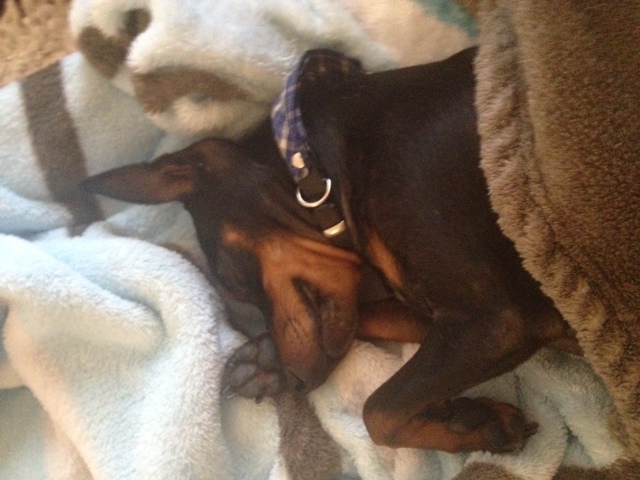 Tango | Animal Care Austria