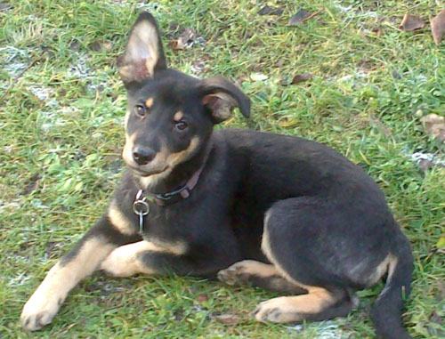 Elmo | Animal Care Austria