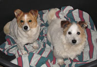 Minnie und Vinnie | Animal Care Austria