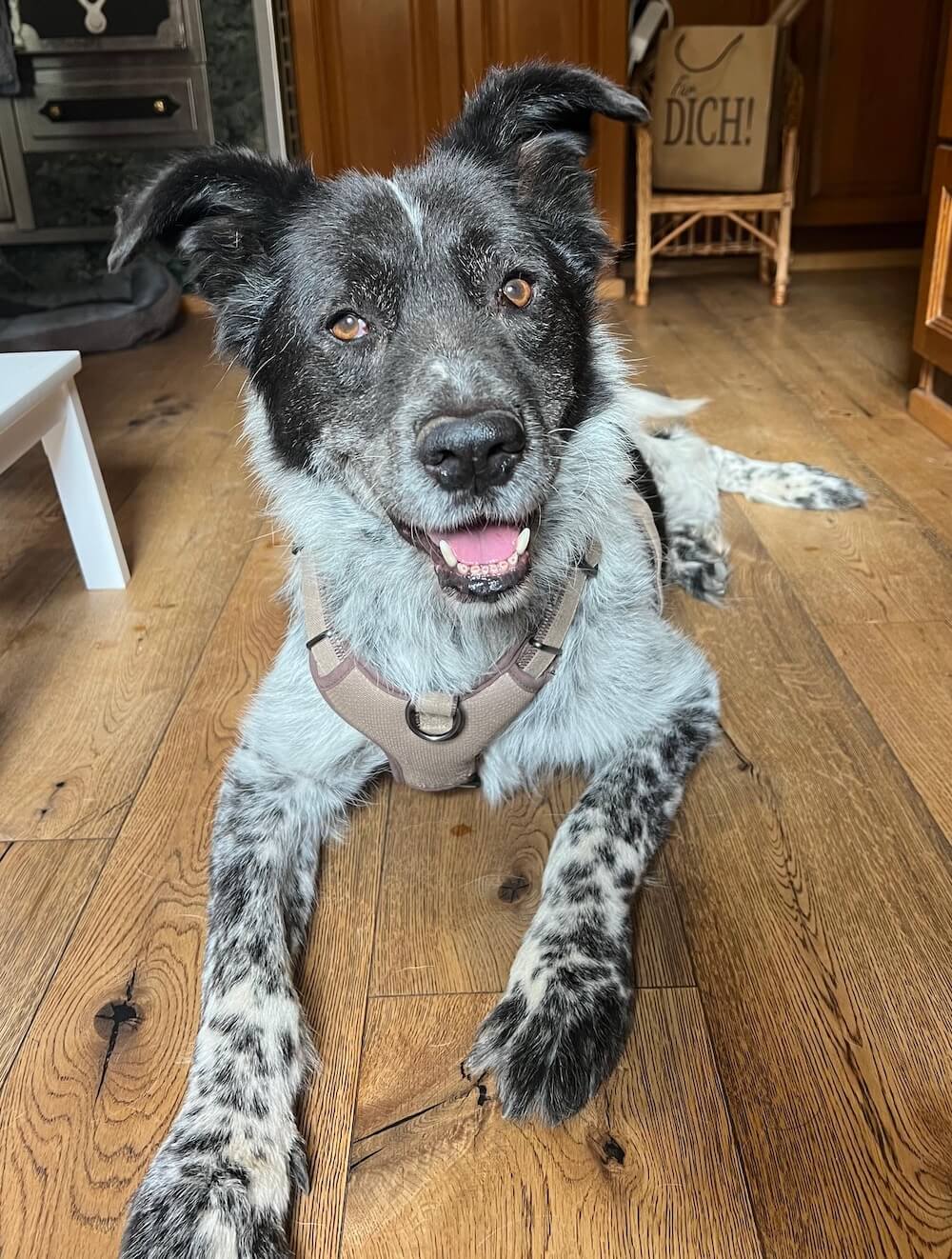 Bruno | Animal Care Austria