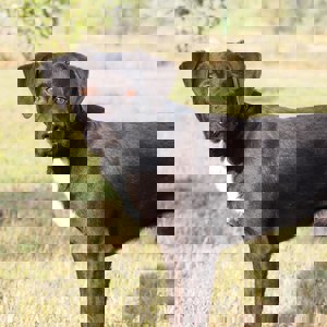 Timmy | Animal Care Austria