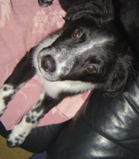 Trolli | Animal Care Austria