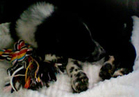 Trolli | Animal Care Austria