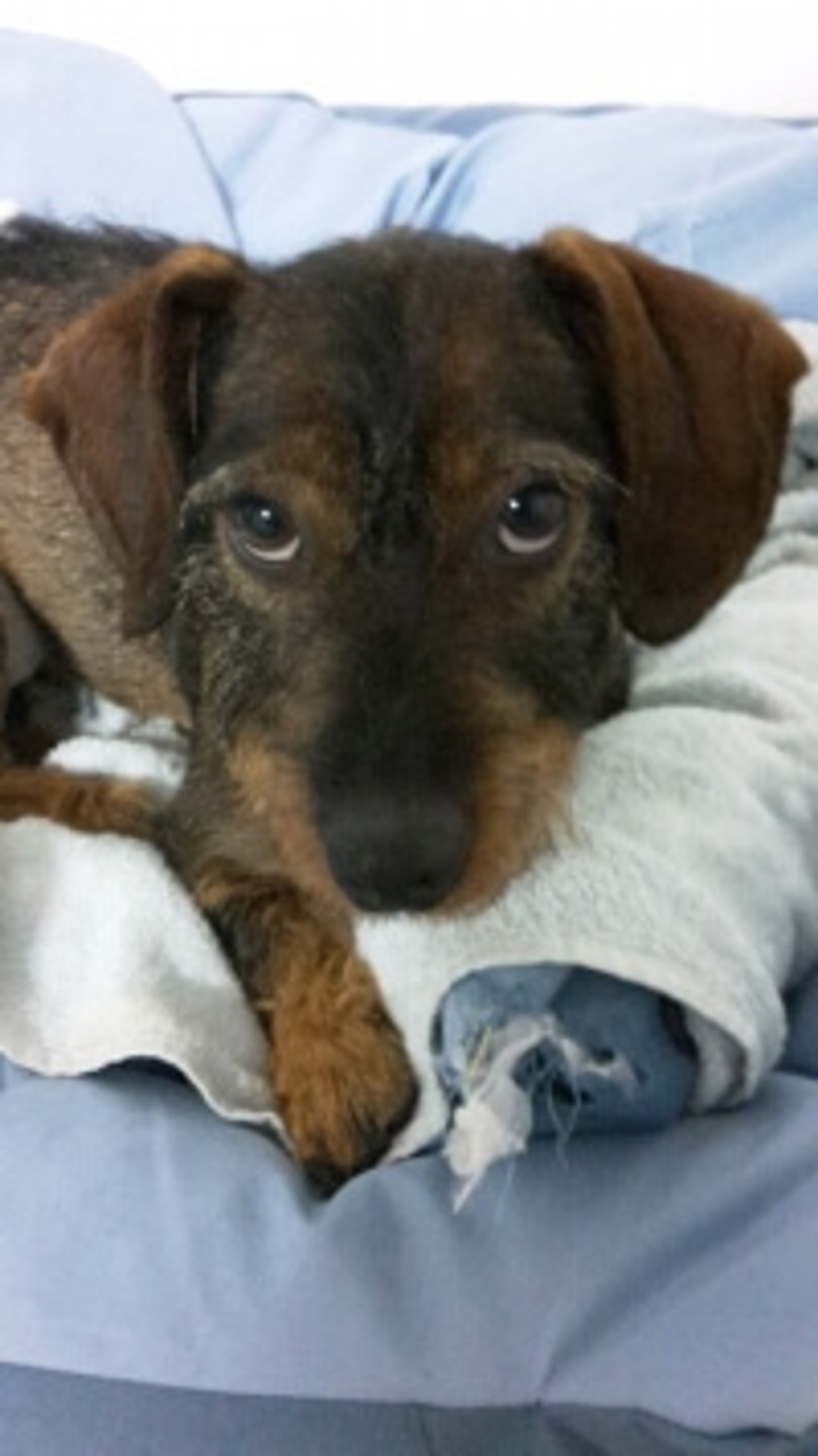 Peter | Animal Care Austria