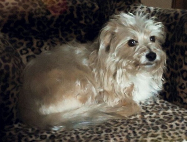 Maja | Animal Care Austria