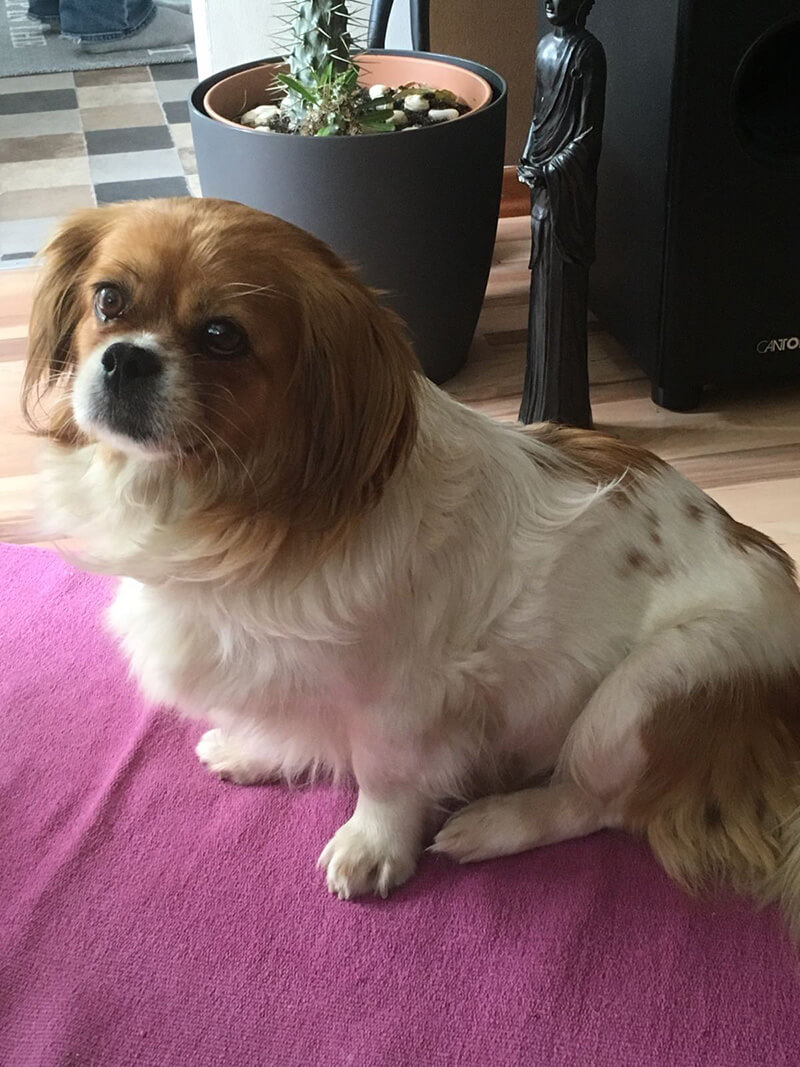 Lisi | Animal Care Austria