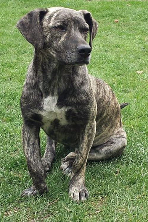 Twix | Animal Care Austria