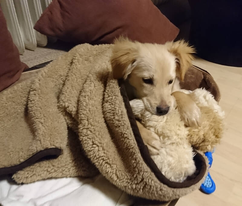 Wanda | Animal Care Austria