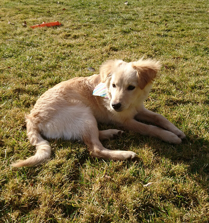 Wanda | Animal Care Austria