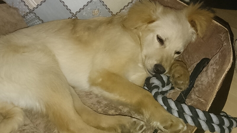 Wanda | Animal Care Austria