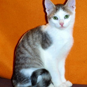 Opus | Animal Care Austria