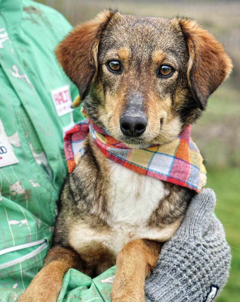 Angie | Animal Care Austria