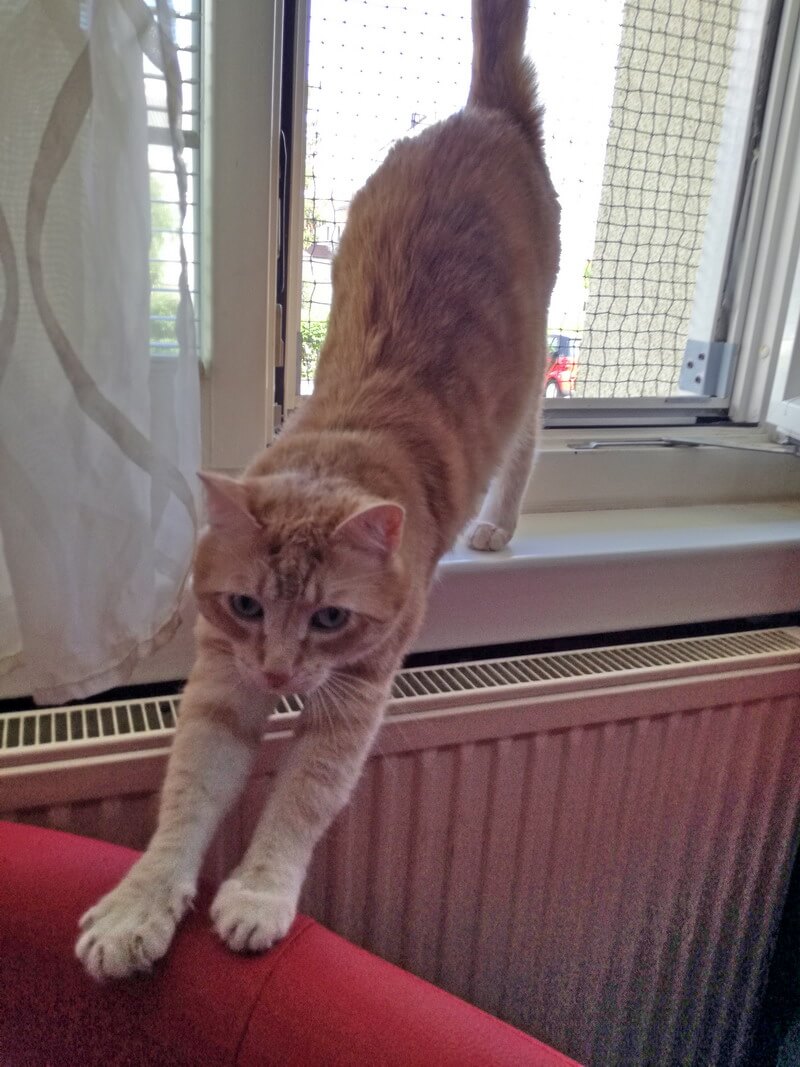 Animal Care Austria - Graf