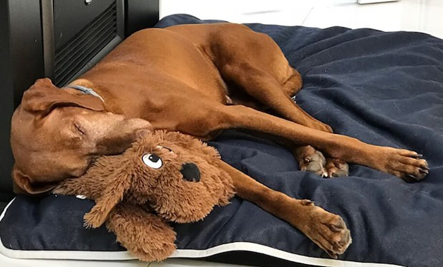 Astra | Animal Care Austria