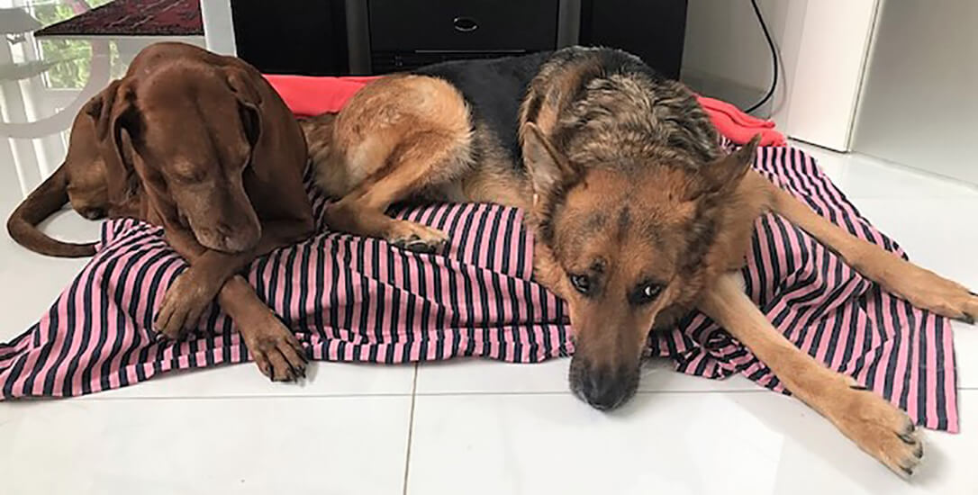 Astra | Animal Care Austria