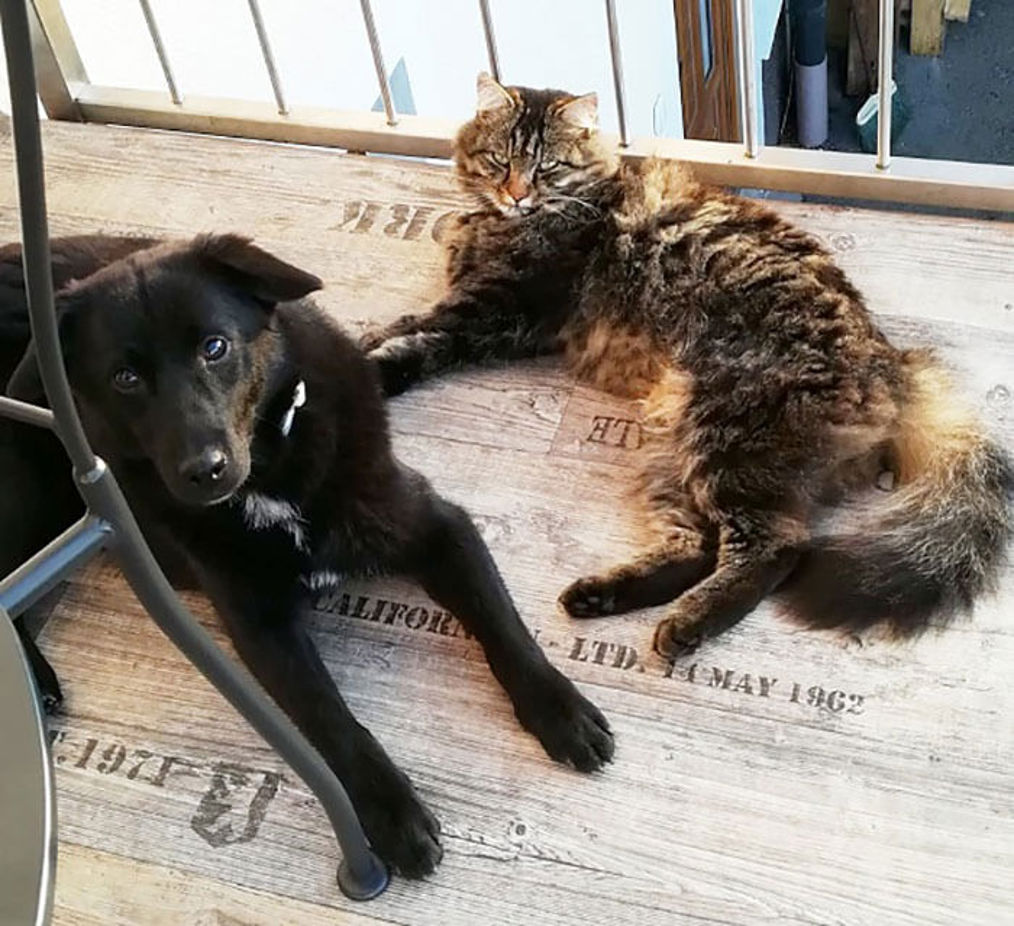 Hera | Animal Care Austria