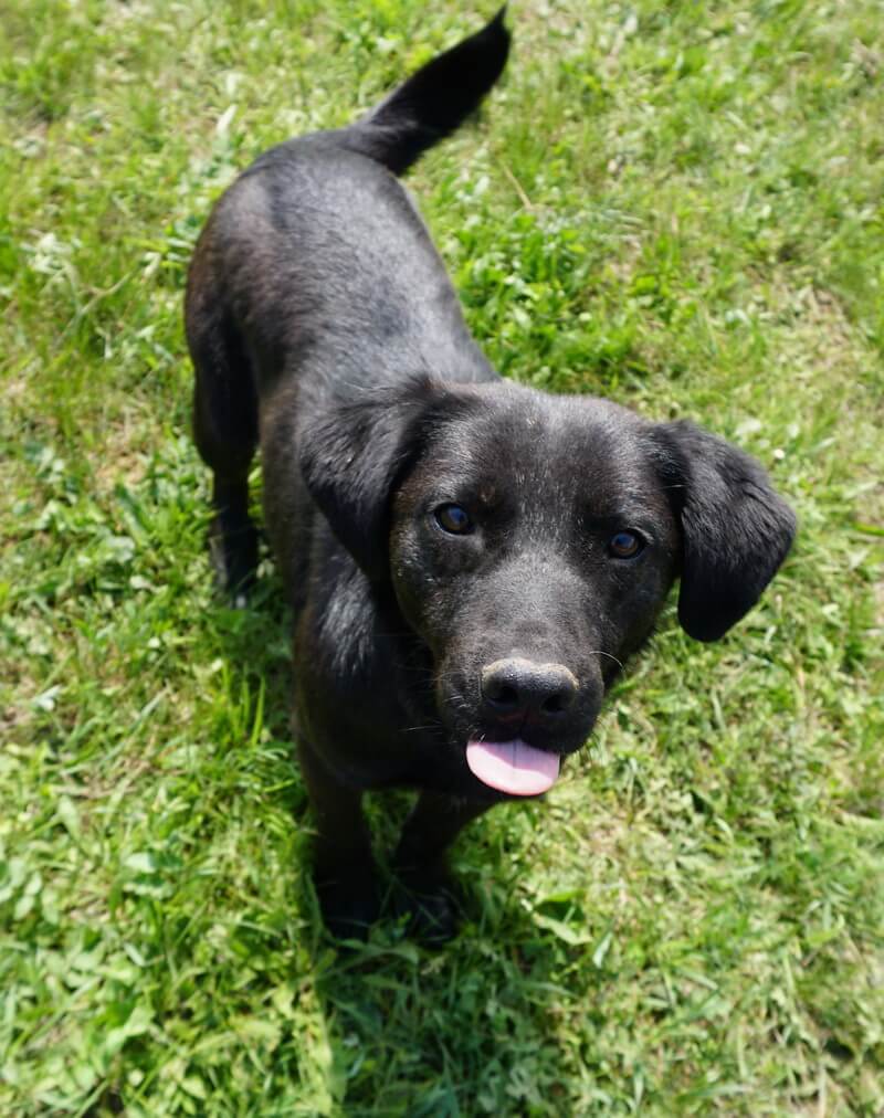 Animal Care Austria - Alex