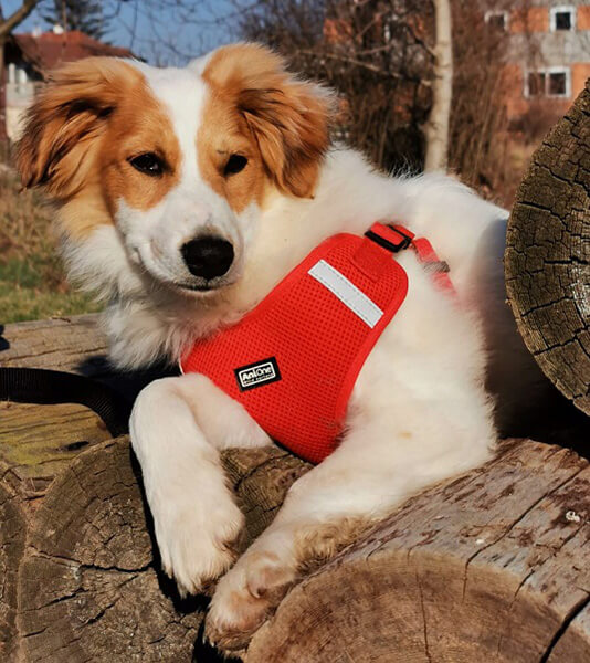 Casper | Animal Care Austria