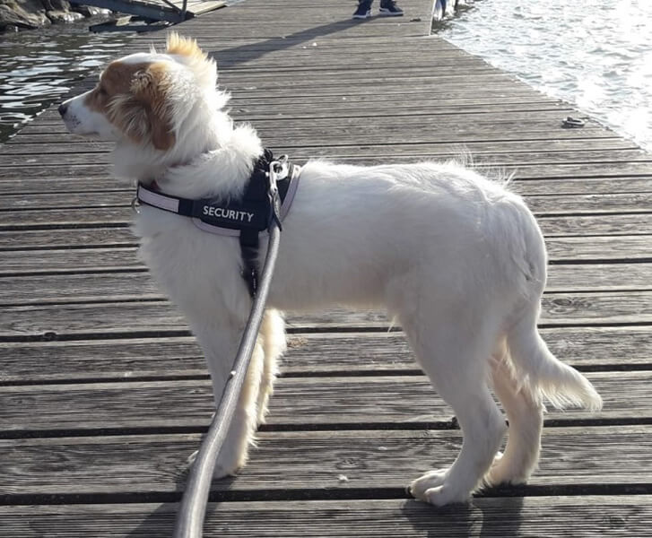 Casper | Animal Care Austria