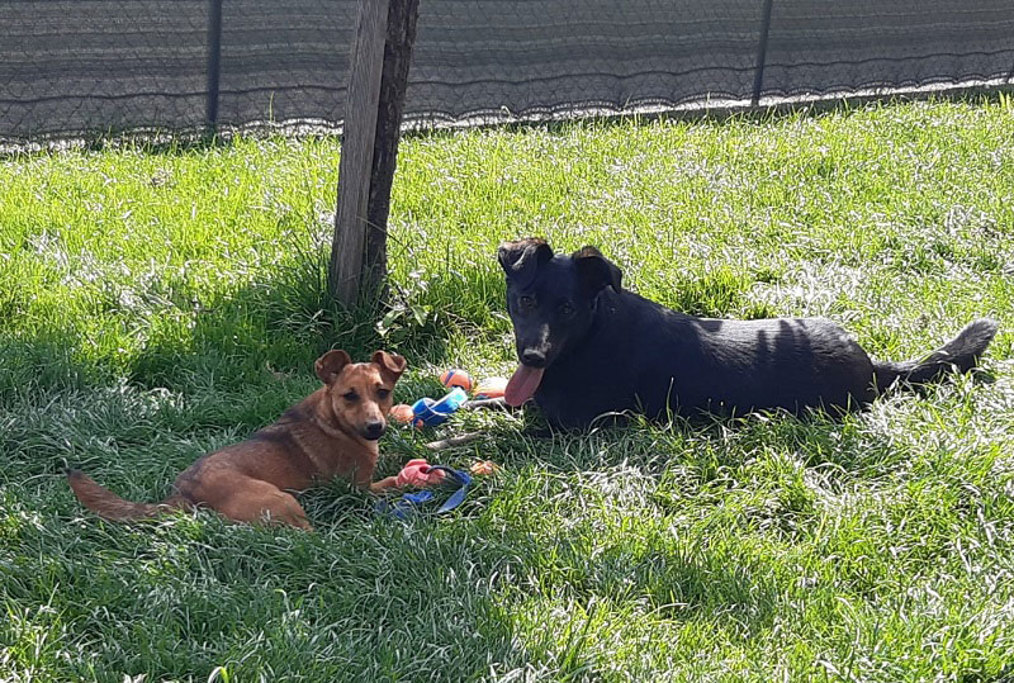 Claire | Animal Care Austria