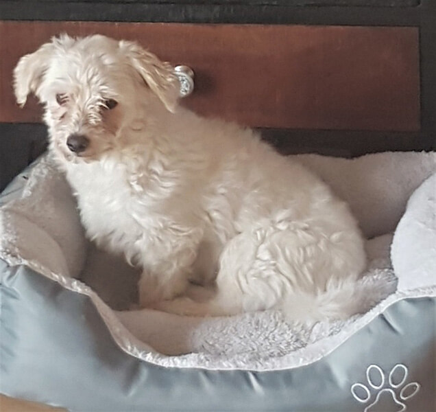 Angie | Animal Care Austria