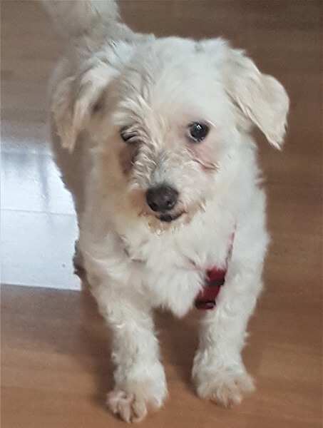 Angie | Animal Care Austria