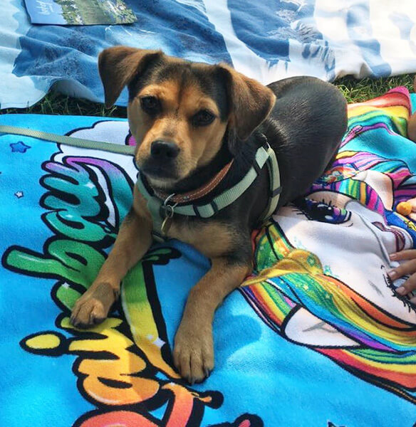 Nico | Animal Care Austria