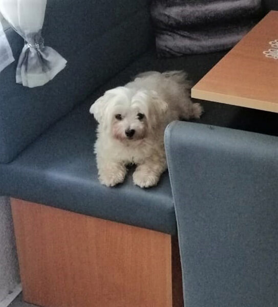 Animal Care Austria - Nelson