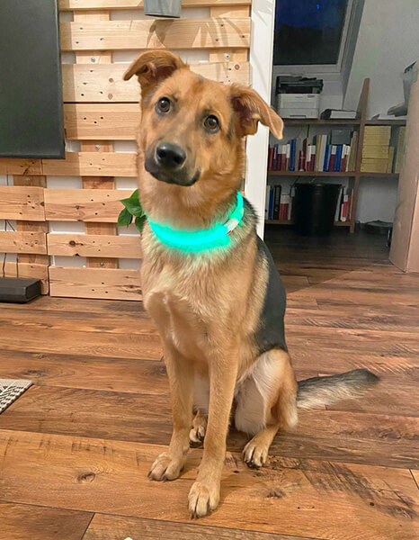 Heidi | Animal Care Austria