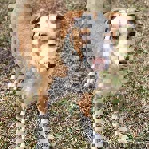 Animal Care Austria - Astra