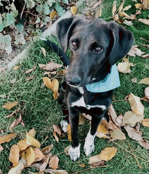 Orion | Animal Care Austria