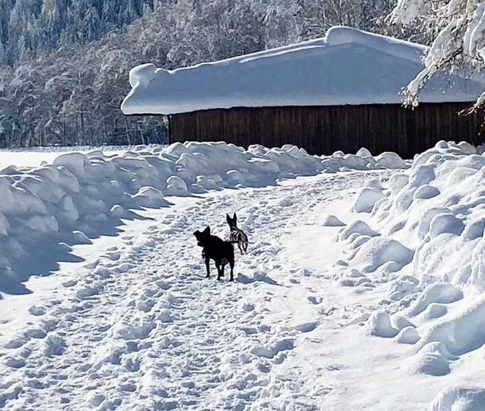 Suki (vormals Candy) | Animal Care Austria