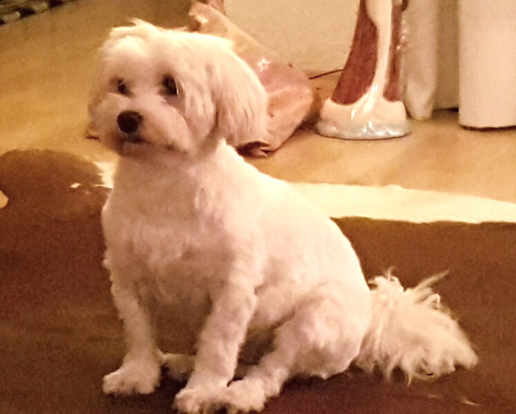 Angie | Animal Care Austria