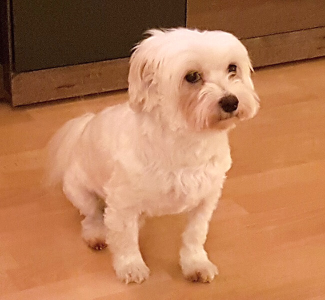 Angie | Animal Care Austria