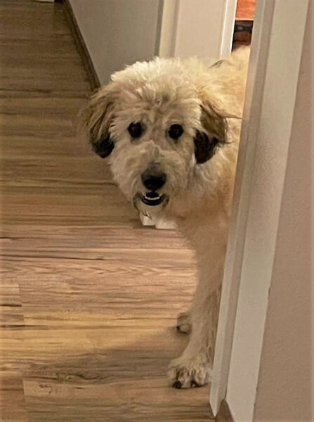 Amanda | Animal Care Austria