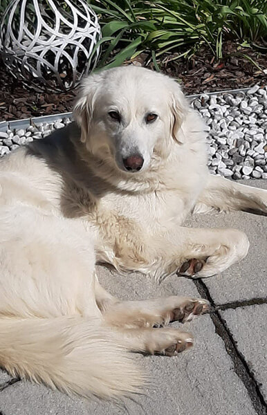 Nicole | Animal Care Austria