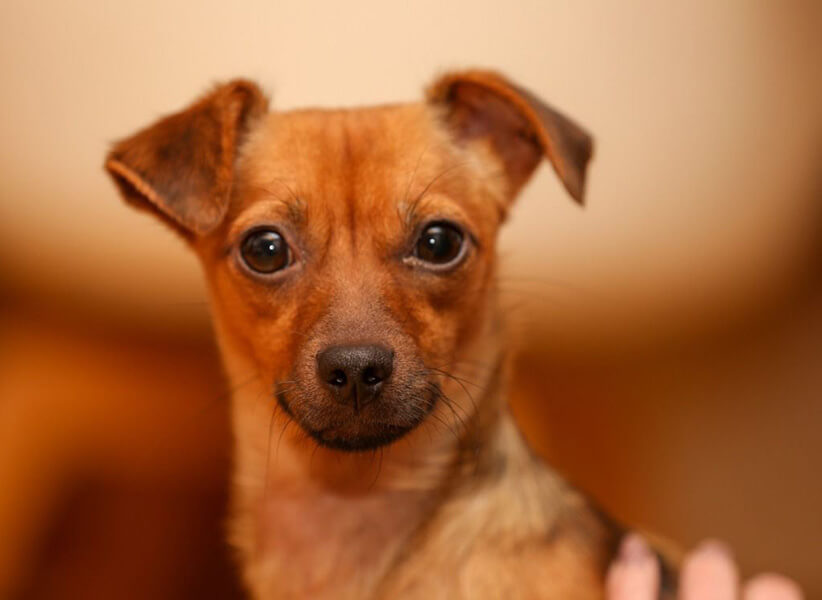 Chiquita | Animal Care Austria