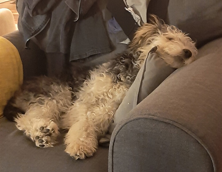 Magnus | Animal Care Austria