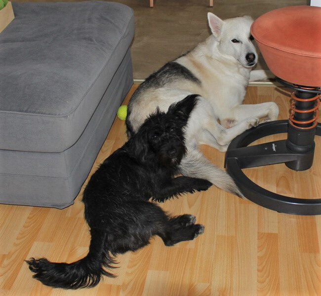 Jamie | Animal Care Austria