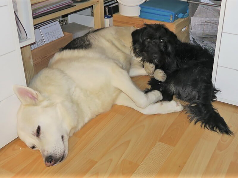 Jamie | Animal Care Austria