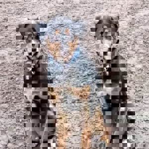 Roy | Animal Care Austria