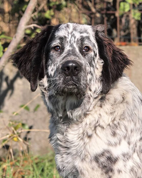Shadow (vormals Bojan) | Animal Care Austria