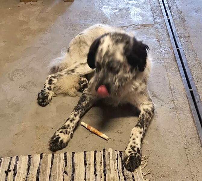 Shadow (vormals Bojan) | Animal Care Austria